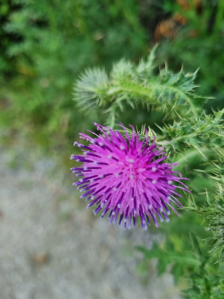 Broad-winged Thistle from Mill End, Rickmansworth WD3, UK on June 23 ...