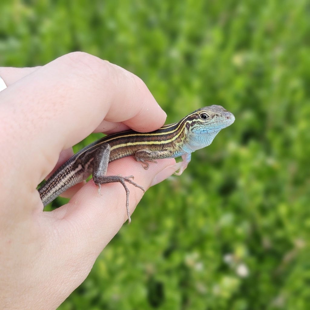 Six-lined Racerunner in June 2024 by ilikebugss · iNaturalist