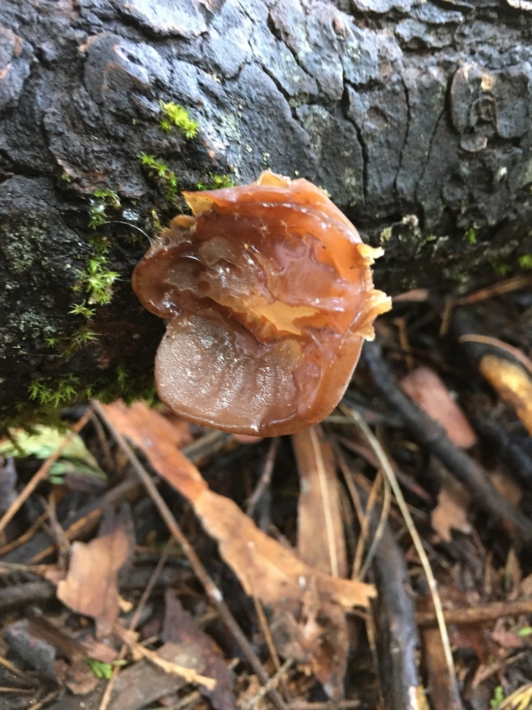 Jelly Tree Ear from Calaveras Big Trees, Calveras Big Trees State Park ...