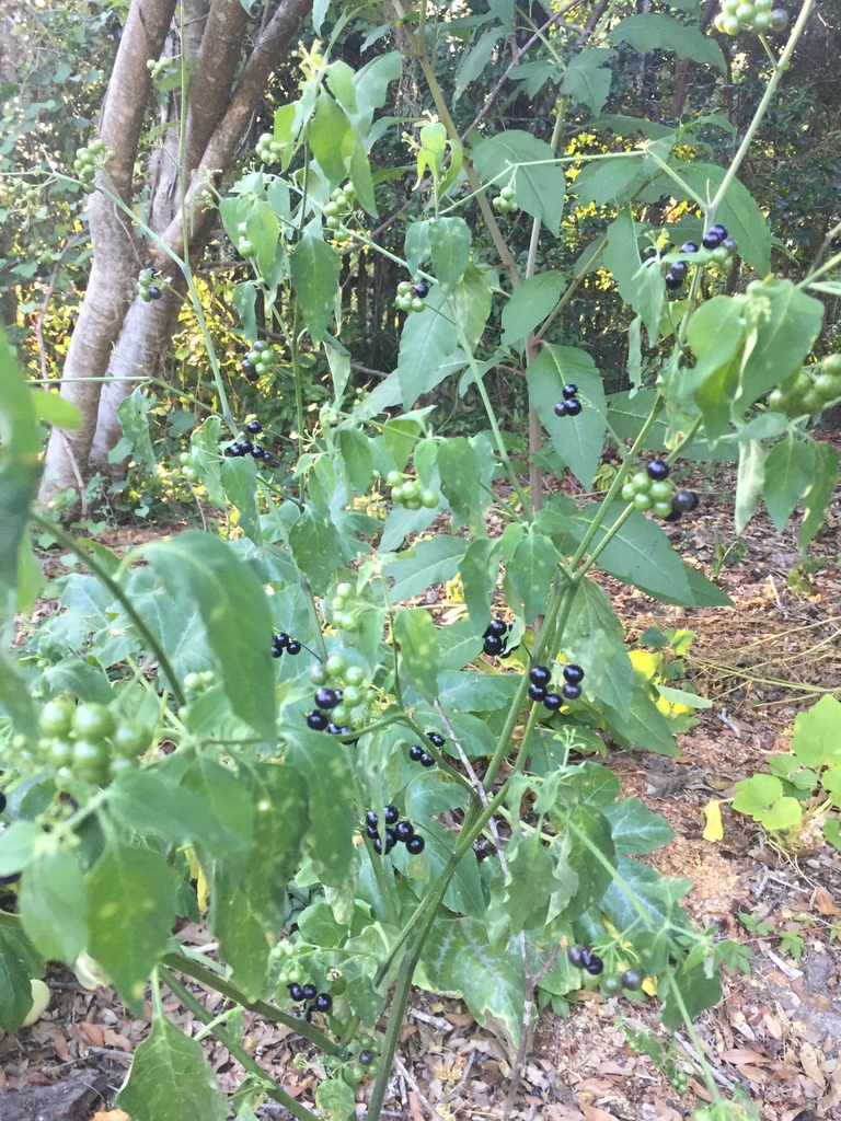 American black nightshade from Alachua County, US-FL, US on May 23 ...