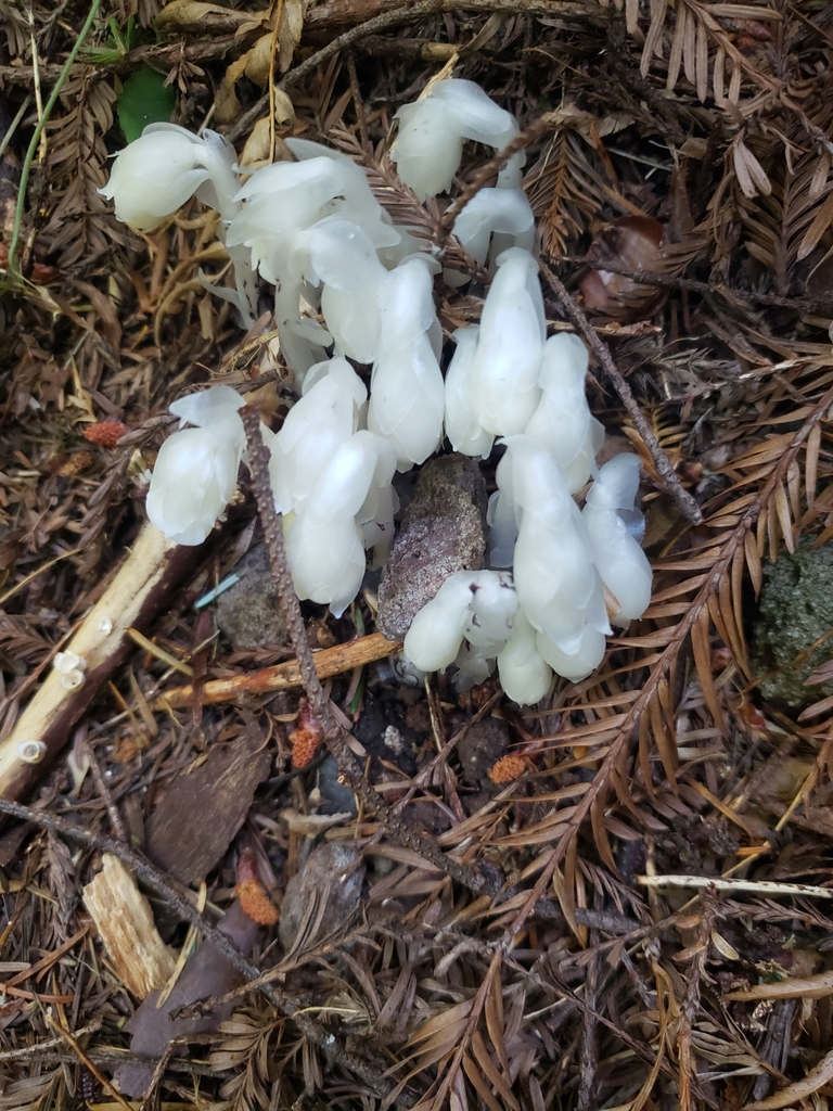Ghost Pipe from Harbor, OR 97415, USA on June 23, 2024 at 12:34 PM by ...
