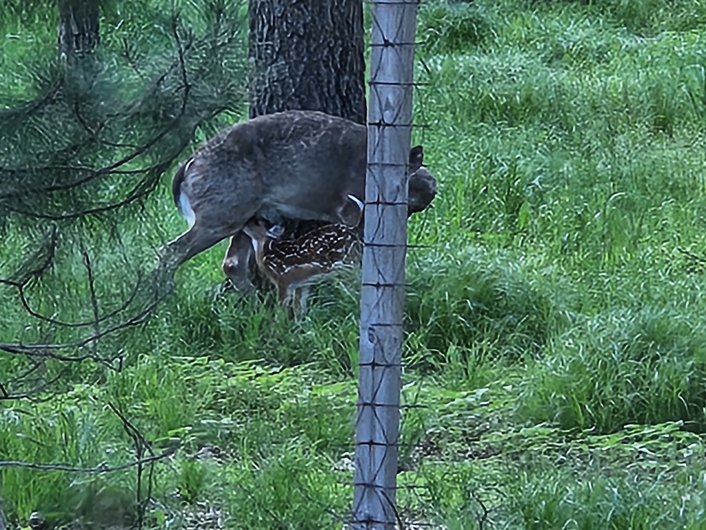 White-tailed Deer from soder beck road grantsburg on June 23, 2024 at ...