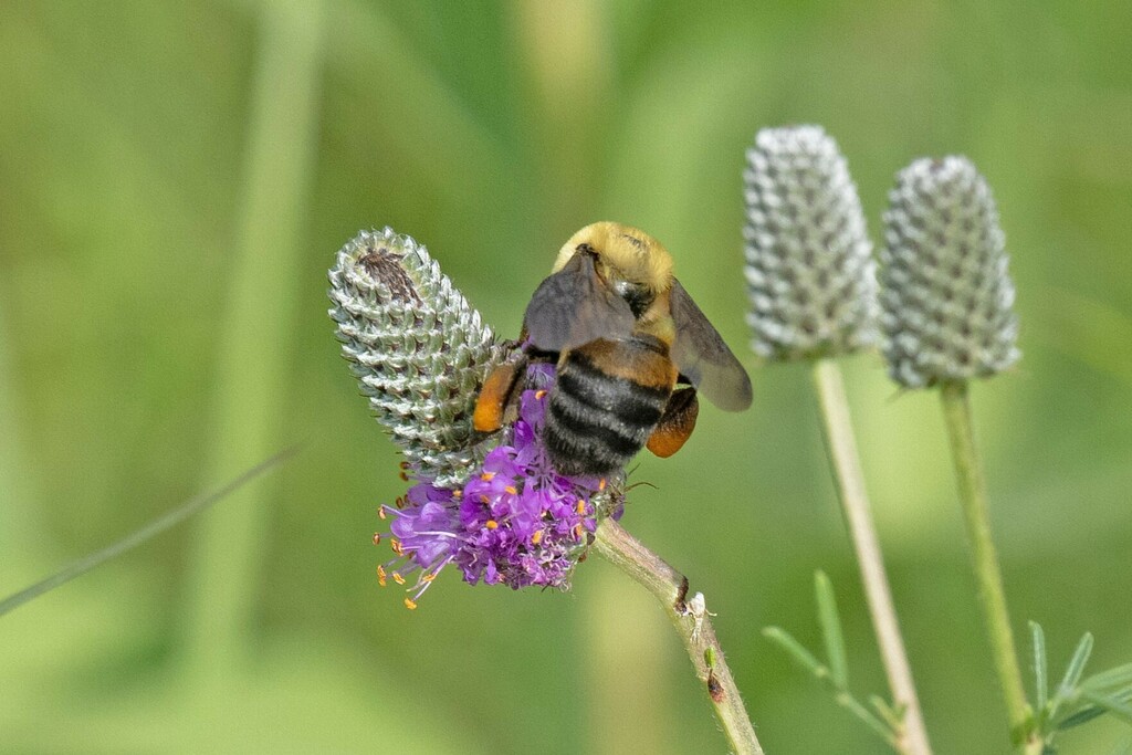 Brown-belted Bumble Bee from Lancaster County, NE, USA on June 22, 2024 ...