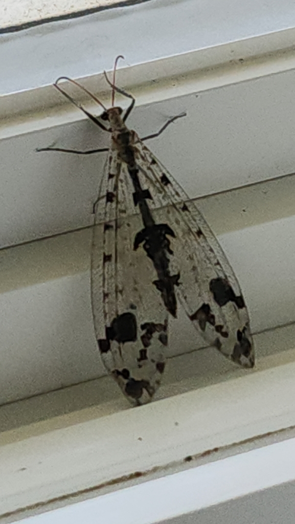 Eastern Spotted-winged Antlion from Statesville, NC 28625, USA on June ...