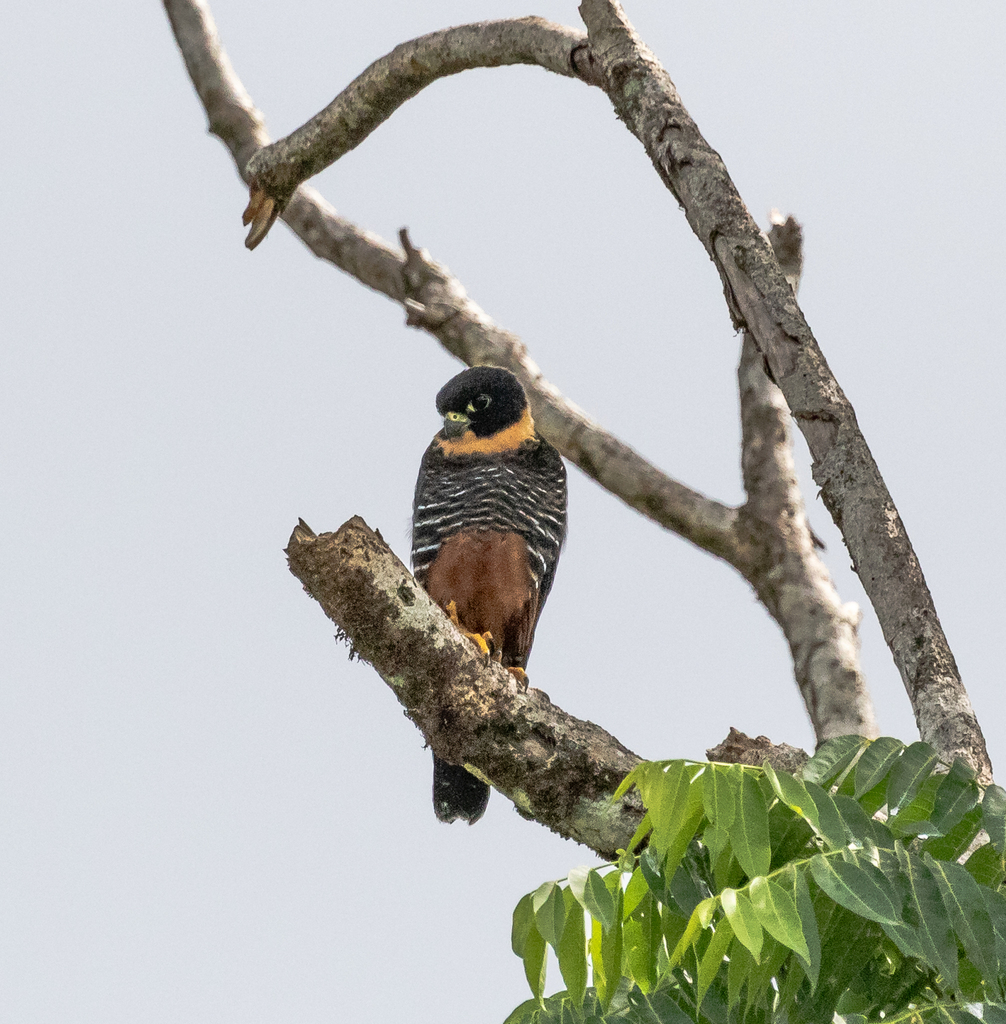 Bat Falcon from Sangre Grande Regional Corporation, Trinidad and Tobago ...