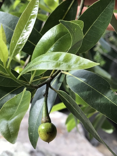 Observations by mint · iNaturalist