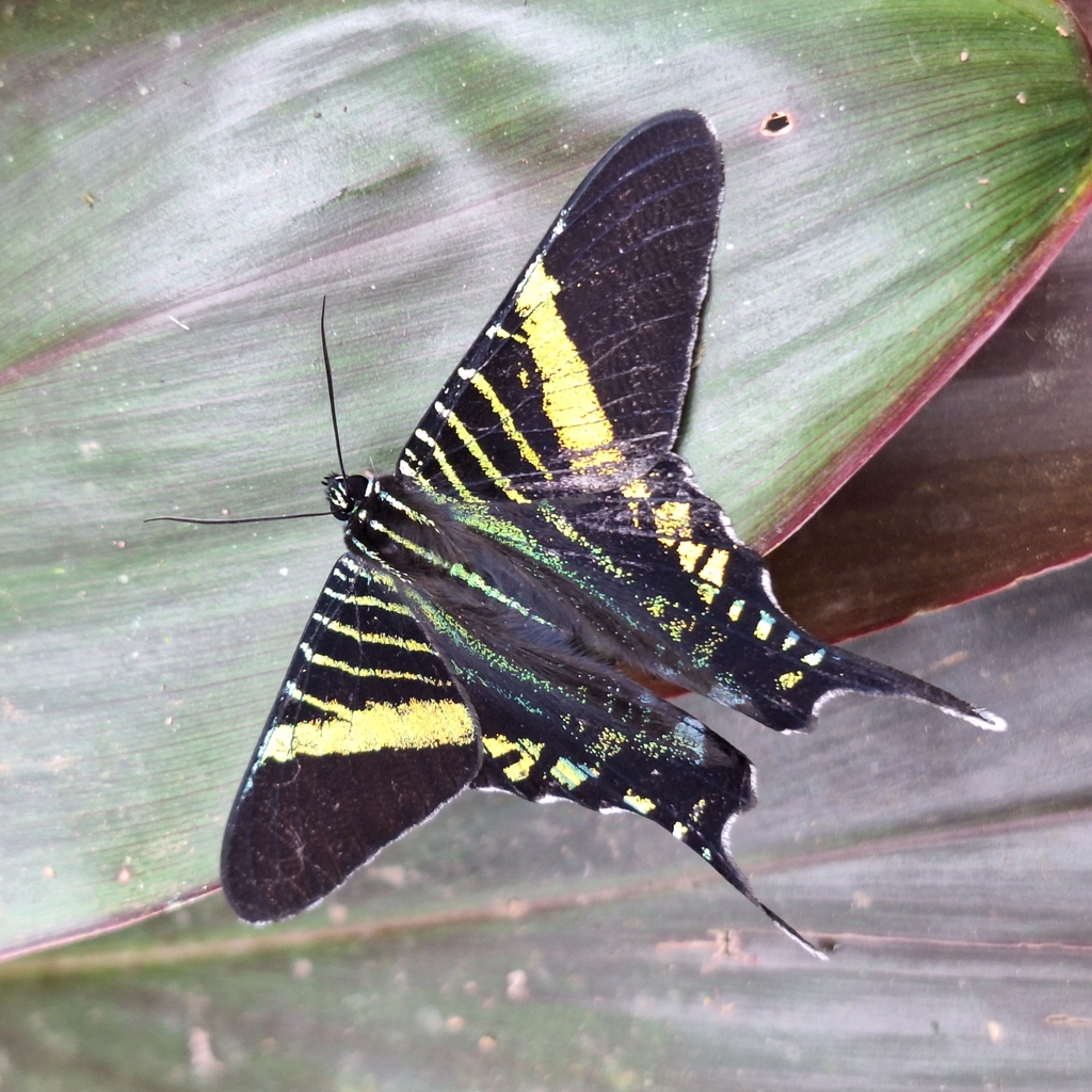 Urania Swallowtail Moth from Lepanto, Provincia de Puntarenas ...