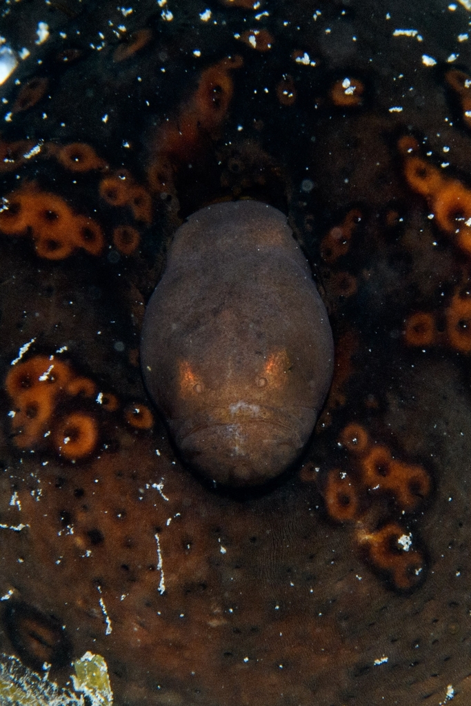 Pinhead Pearlfish (Encheliophis boraborensis) - Marine Life Identification