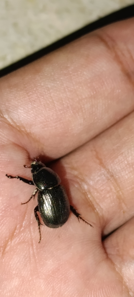 Sugarcane Beetle from San Francisco, 30540 Pijijiapan, Chis., México on ...