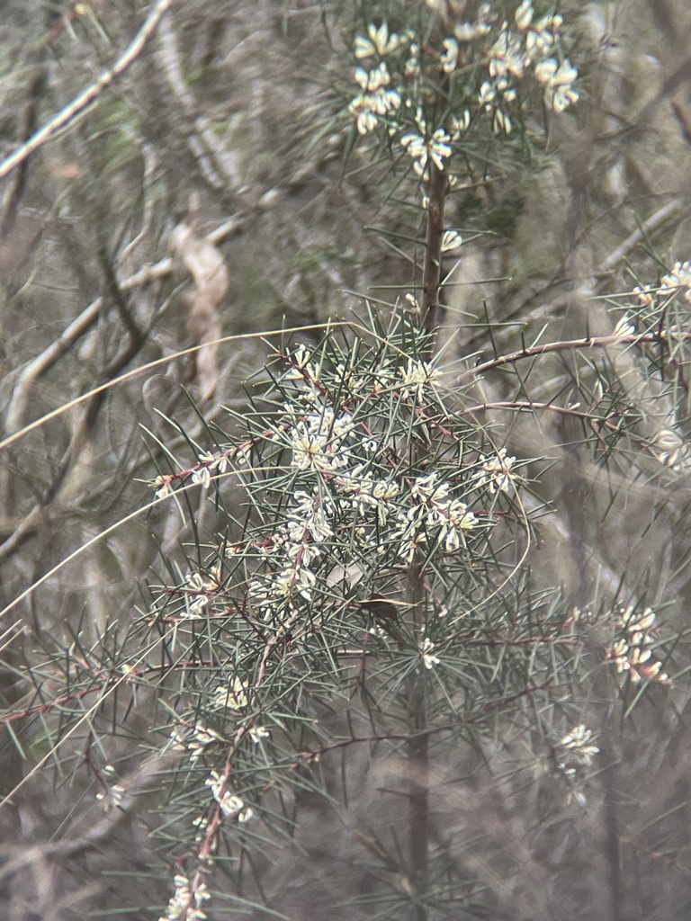 Pincushion trees from Kookaburra Bush Cct, Frankston South, VIC, AU on ...