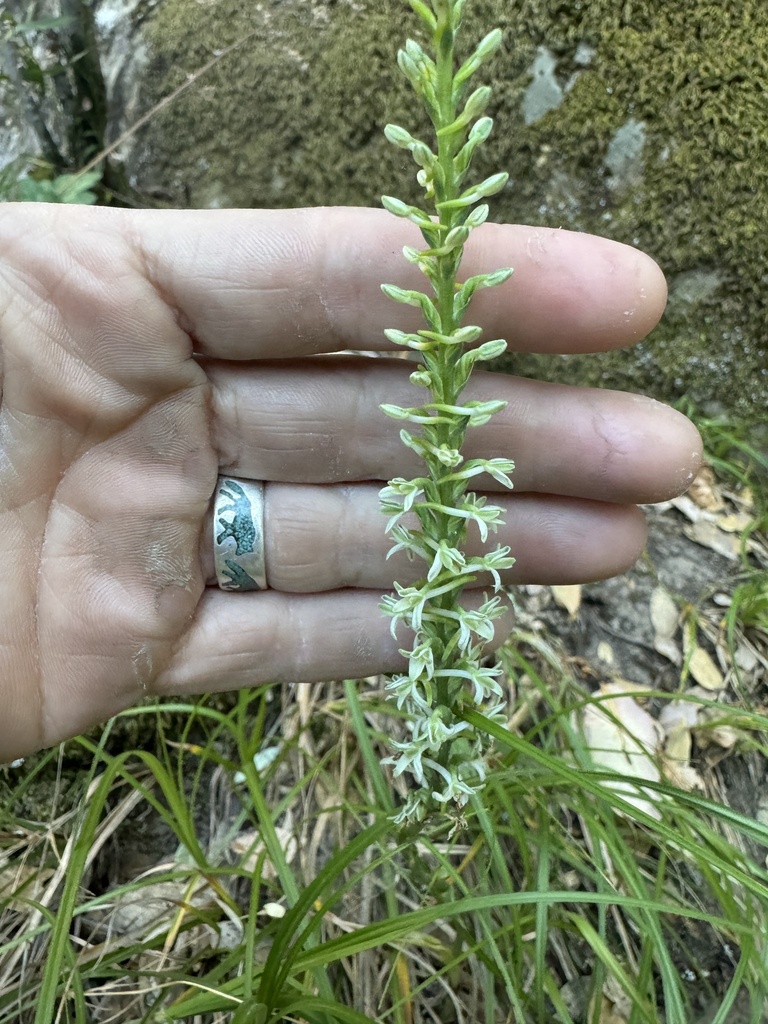 Flat Spurred Piperia in June 2024 by heyfrench · iNaturalist