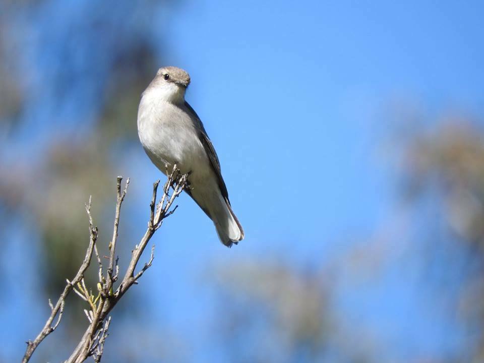 Jacky Winter from Bogee NSW 2849, Australia on October 22, 2018 at 04: ...
