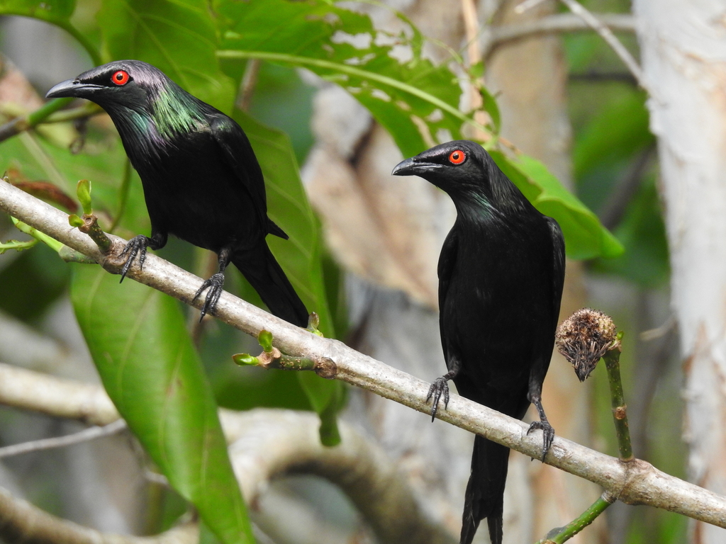 Metallic Starling from Cairns QLD, Australia on December 31, 2018 at 05 ...