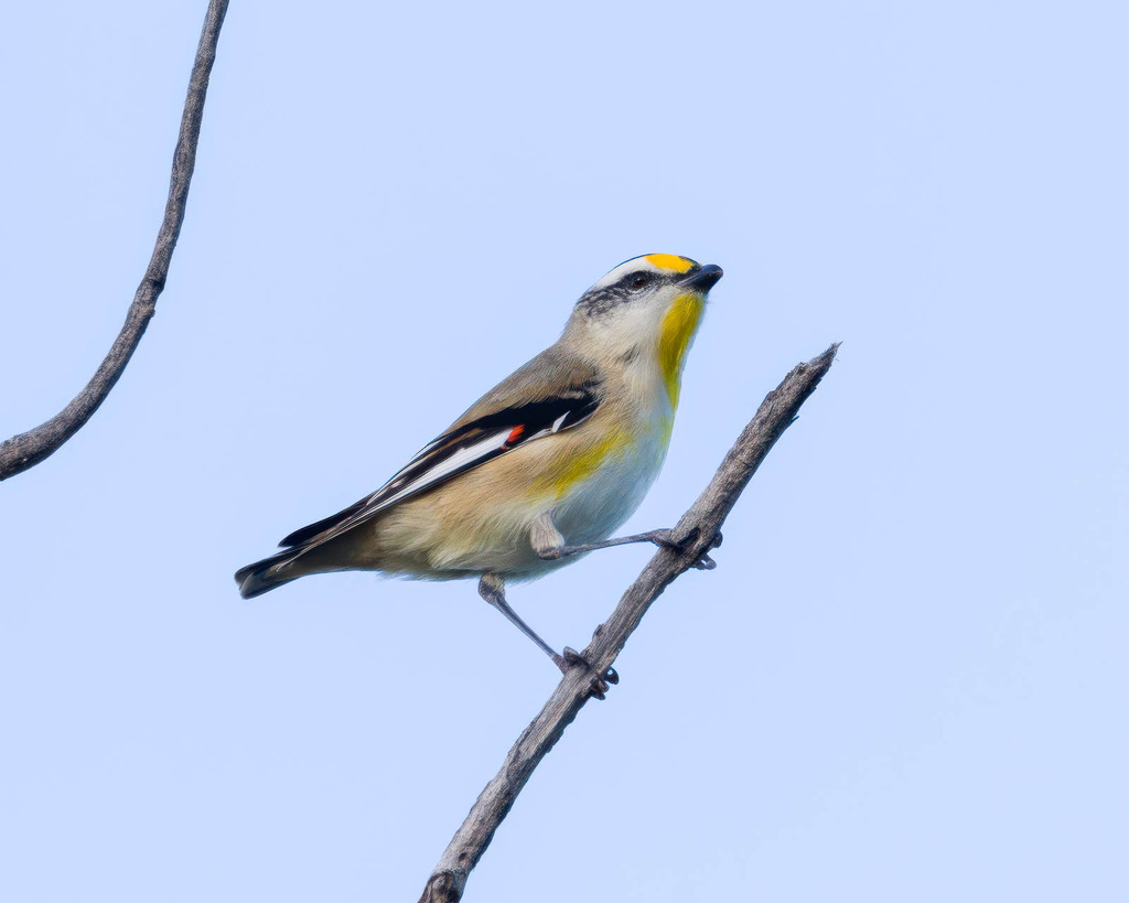 Striated Pardalote from Lightning Ridge NSW 2834, Australia on May 22 ...