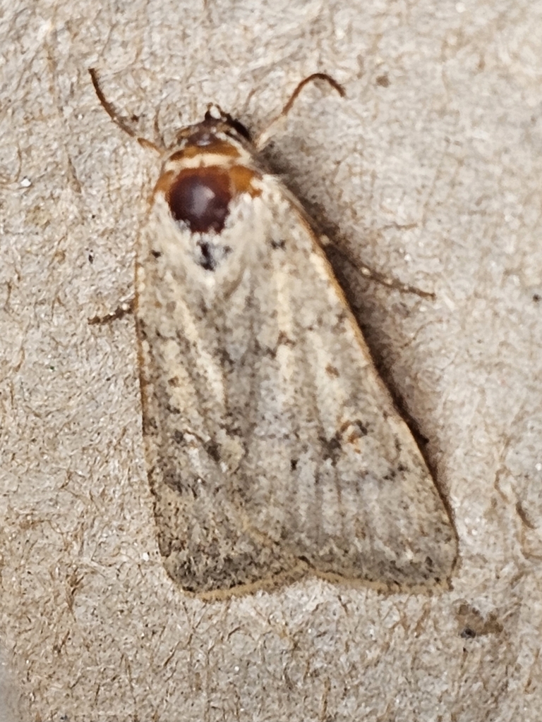 Civil Rustic Moth from Sarnia, ON N7T 5Z9, Canada on June 24, 2024 at ...