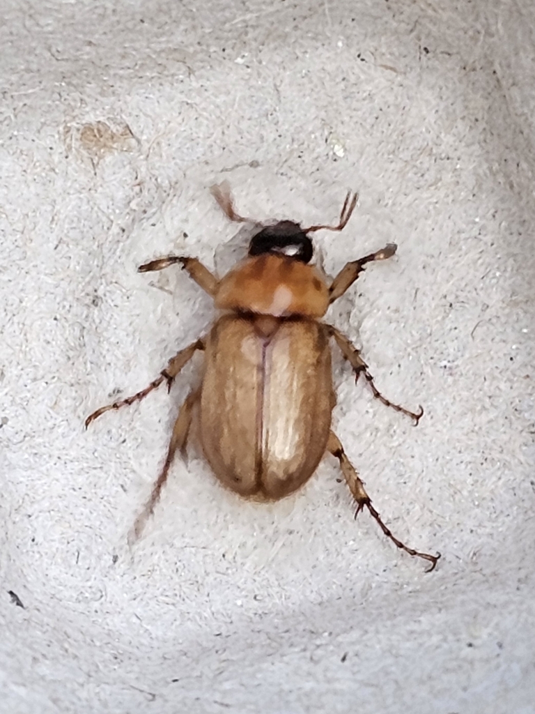 Southern Masked Chafer from Sarnia, ON N7T 5Z9, Canada on June 24, 2024 ...