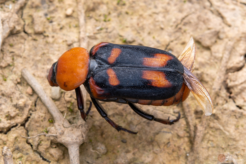 Clinterocera trimaculata · iNaturalist