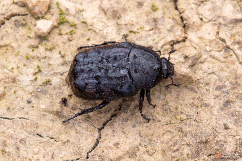 Anthracophora eddai from 中国浙江省杭州市淳安县 on June 14, 2024 at 07:16 PM by 决明 ...