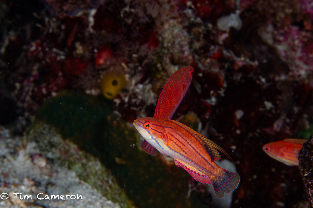 Carpenter's Flasher Wrasse from Padre Burgos, Southern Leyte ...