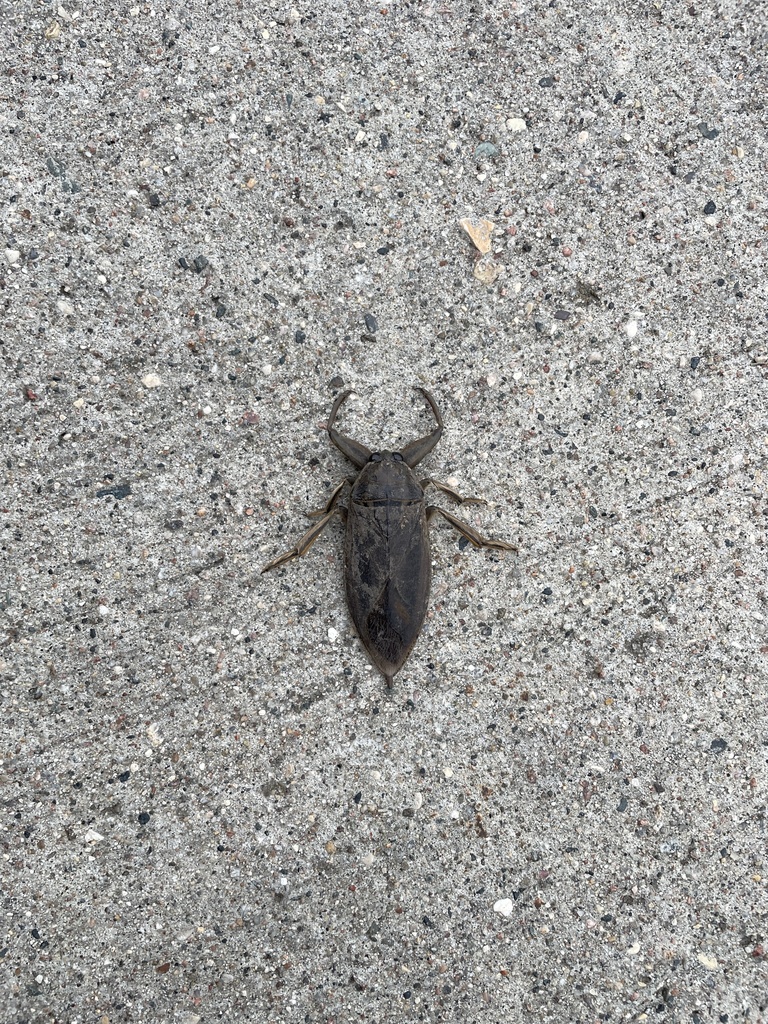American Giant Water Bug from Lions Park, Grand Forks, ND, US on June ...