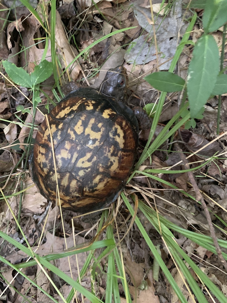 Eastern Box Turtle in June 2024 by Brian Kennedy · iNaturalist