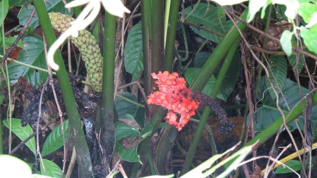 toquilla palm from San Andres de Tumaco, Nariño, Colombia on May 21 ...