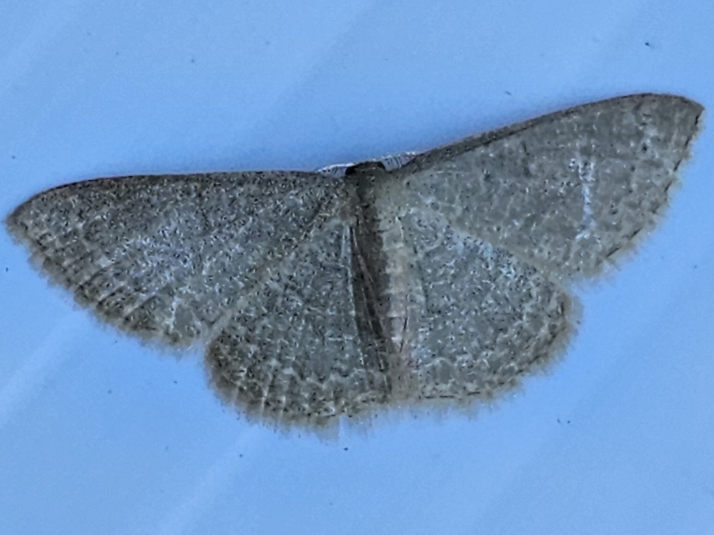 Common Tan Wave from Sarnia, ON N7T 5Z9, Canada on June 24, 2024 at 09: ...