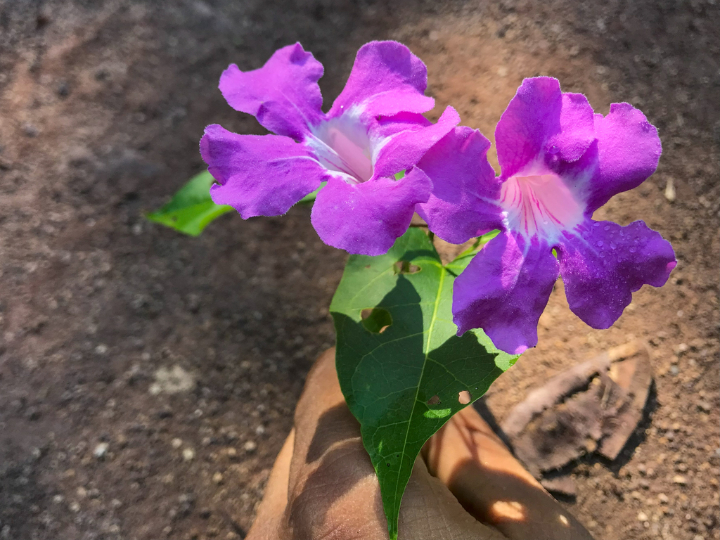 Fridericia from La Unión de Isidoro Montes de Oca, Gro., México on ...