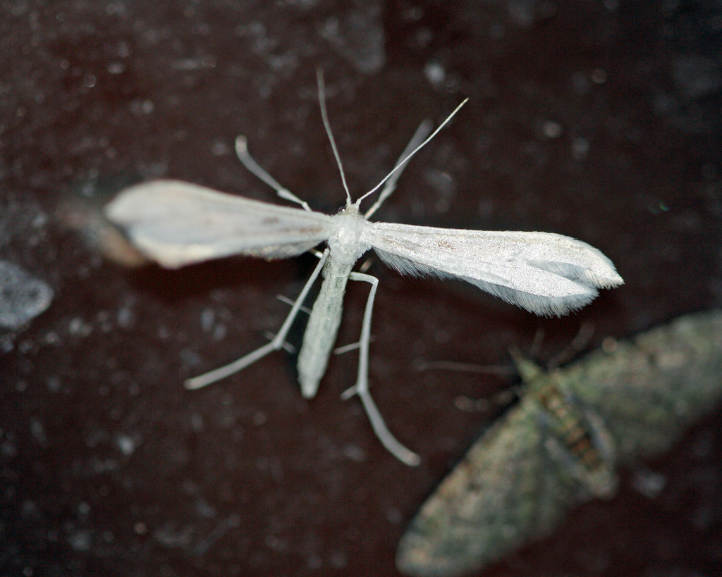Plain Plume Moth in June 2024 by thyger · iNaturalist