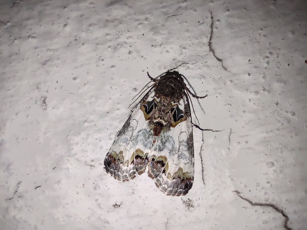 Tufted Bird-dropping Moth from Jessup, PA 18434, USA on June 23, 2024 at 10:35 PM by Staci ...