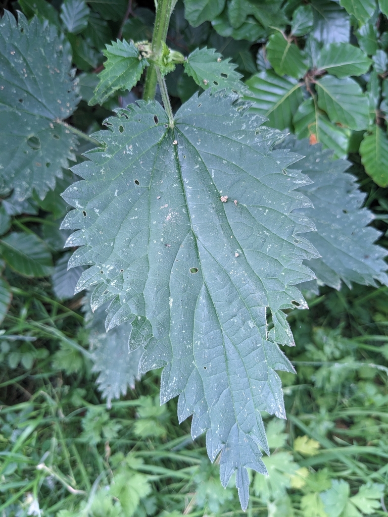 great stinging nettle from Carnock, Dunfermline KY12 9JR, UK on June 24 ...