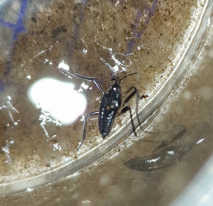 Capra's Water Cricket from Manche, Basse-Normandie, FR on June 24, 2024 ...