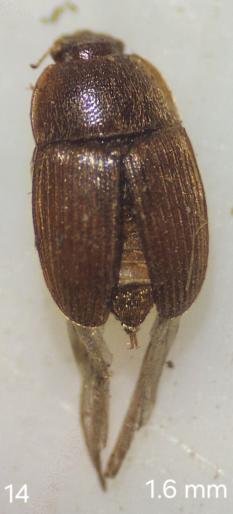 Water, Rove, Scarab, Long-horned, Leaf, and Snout Beetles from 62732 ...