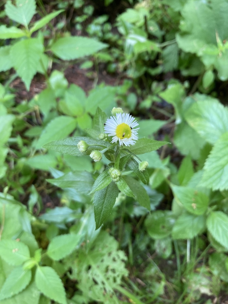 annual fleabane from Simcoe County, ON, Canada on June 24, 2024 at 11: ...