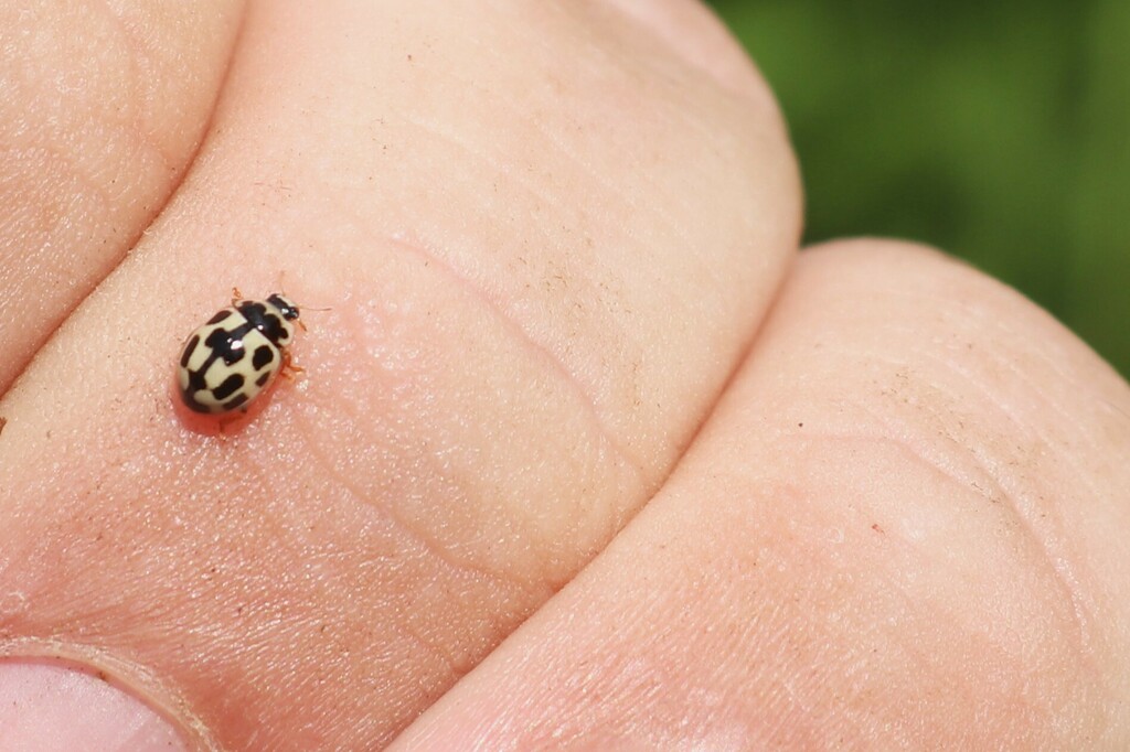 Fourteen-spotted Lady Beetle in June 2024 by brandonh1 · iNaturalist