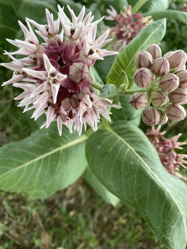 showy milkweed from Bear Creek Greenbelt Park, Lakewood, CO, US on June ...