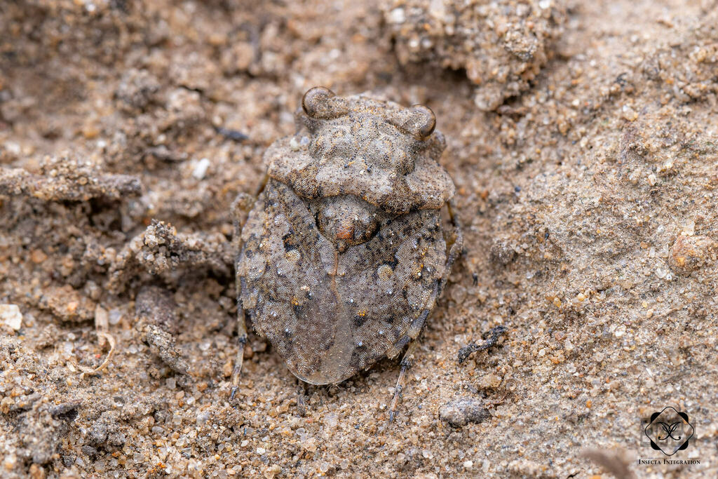 Big-eyed Toad Bug from 美国伊利诺伊州坎卡基 on June 15, 2024 at 03:41 PM by ...