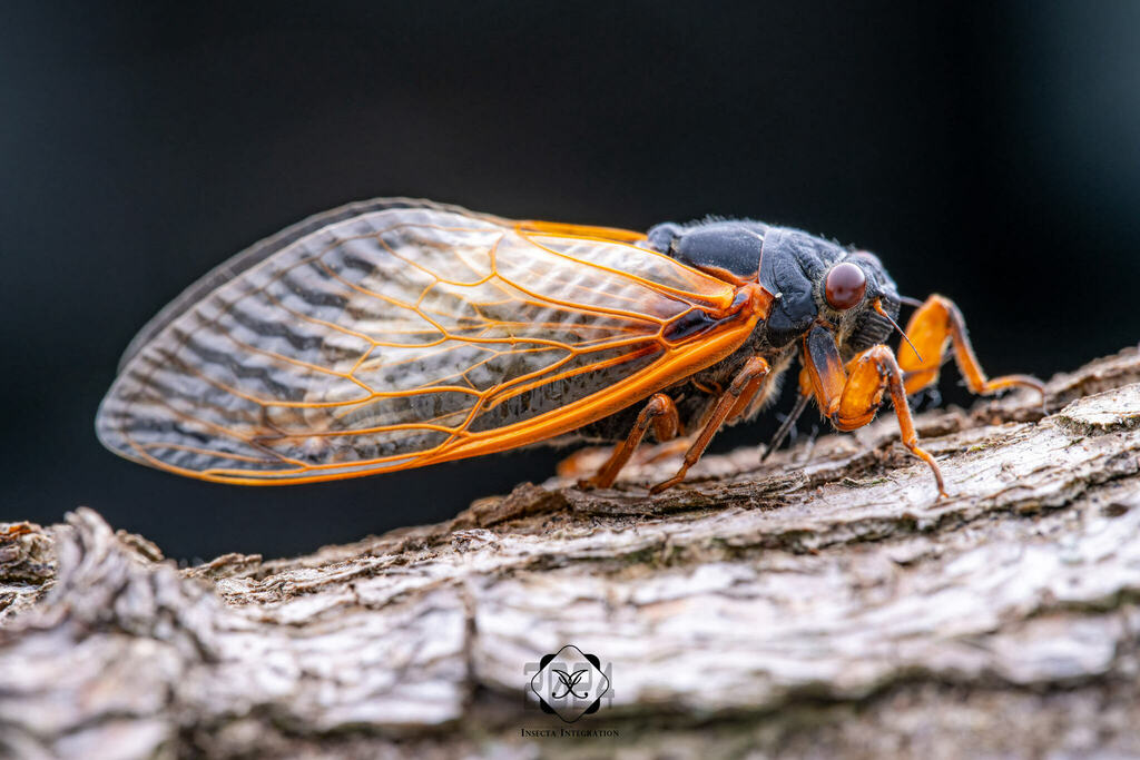 Periodical Cicadas from 美国伊利诺伊州桑加蒙县 on June 15, 2024 at 10:27 PM by ...