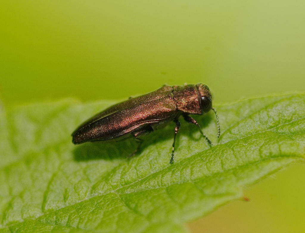 Rose Stem Girdler from Old East York, East York, ON, Canada on June 22 ...
