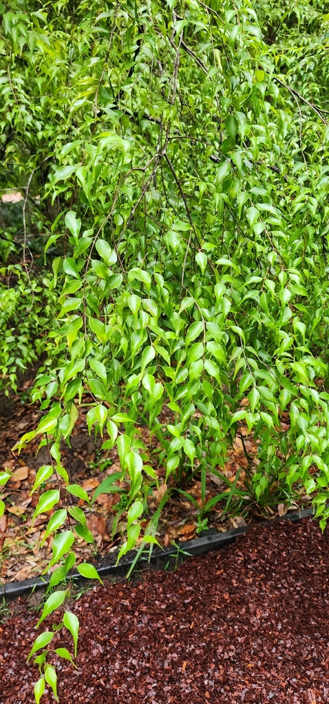 Python Tree from Tanawha QLD 4556, Australia on April 26, 2024 at 08:29 ...