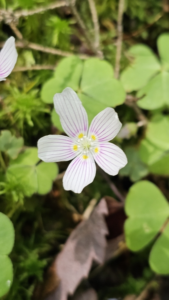 mountain woodsorrel from King, WI, USA on June 24, 2024 at 01:49 PM by ...