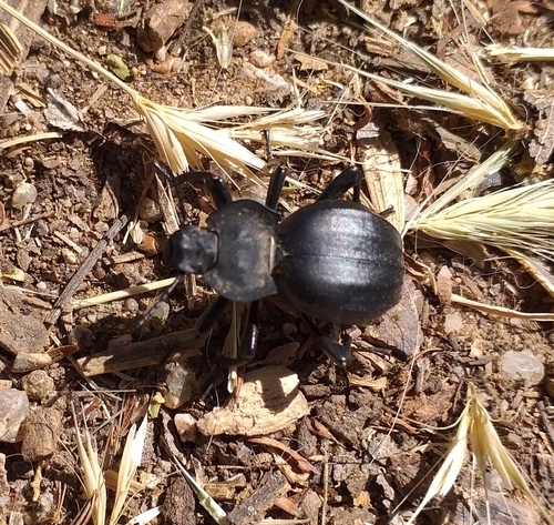 Akis duplicata · iNaturalist Canada