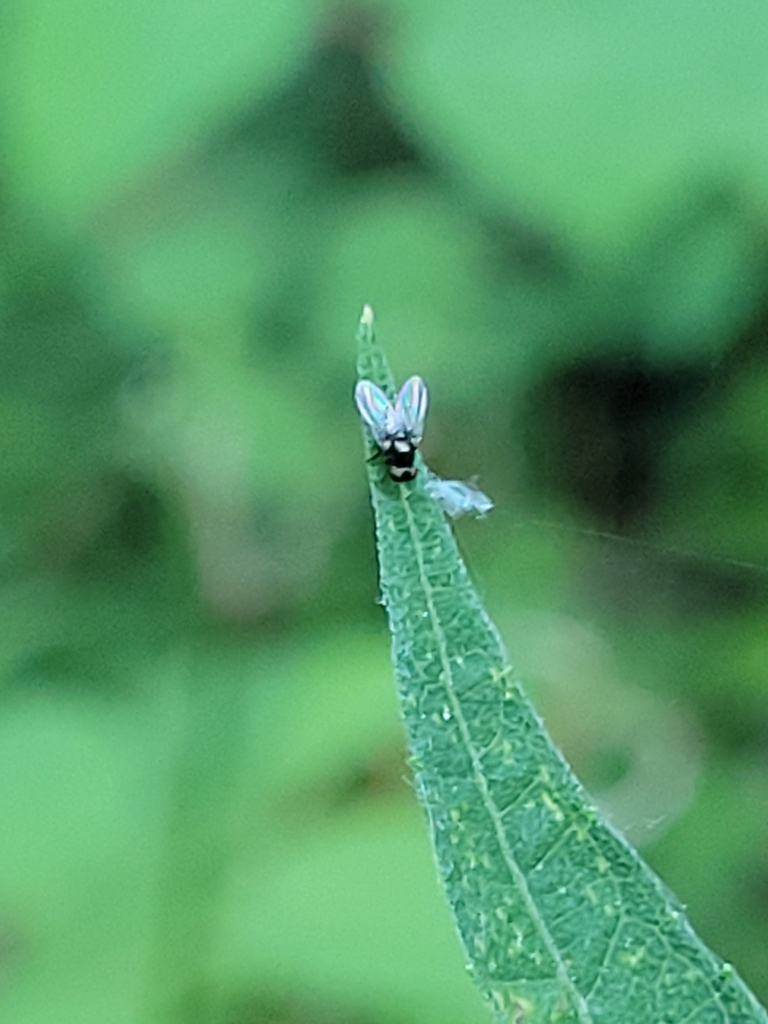 Acalyptrate Flies from Rock Creek Park, US-DC, District of Columbia ...