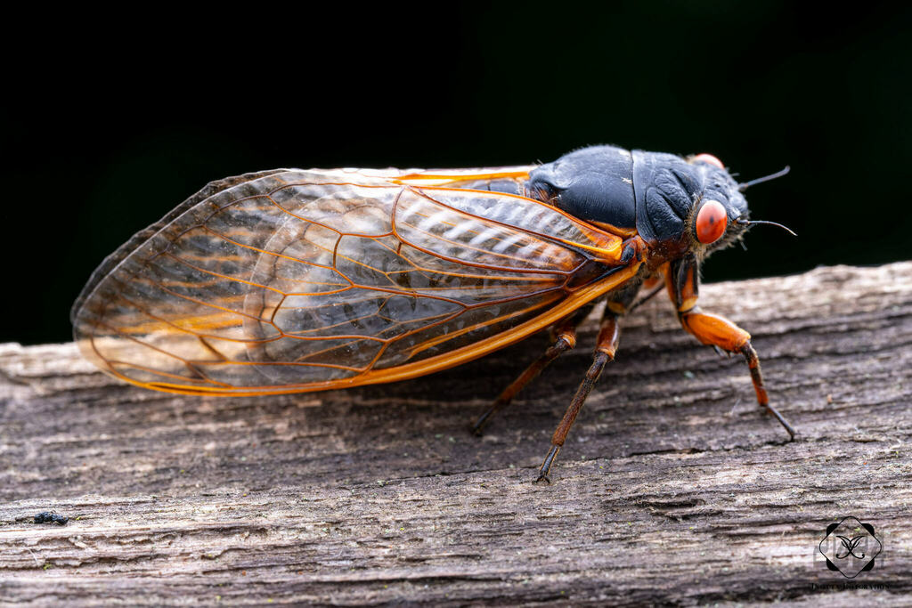 Neotredecim Periodical Cicada from 美国伊利诺伊州斯普林菲尔德 on June 16, 2024 at 11 ...