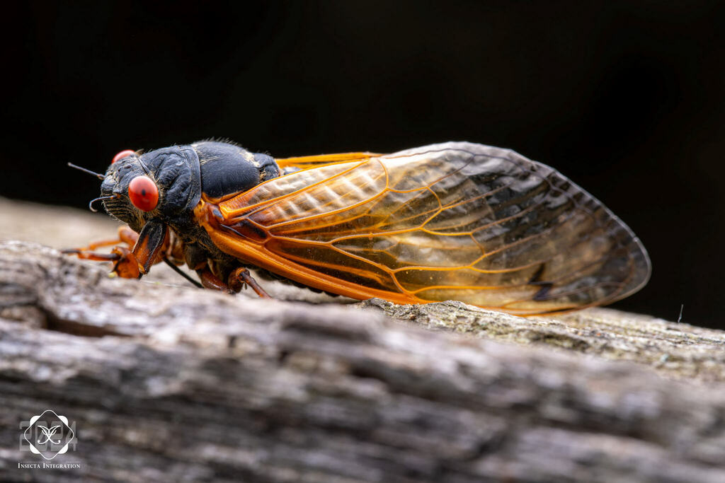 Periodical Cicadas from 美国伊利诺伊州斯普林菲尔德 on June 16, 2024 at 11:56 AM by ...