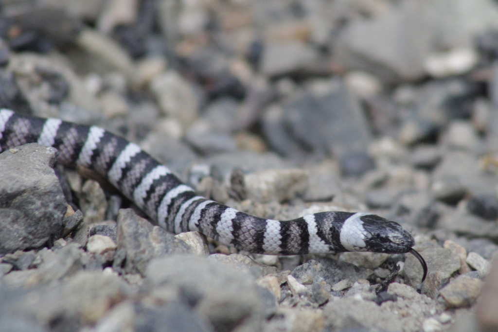 California Mountain Kingsnake in June 2024 by coatesmatthew. Seen with ...