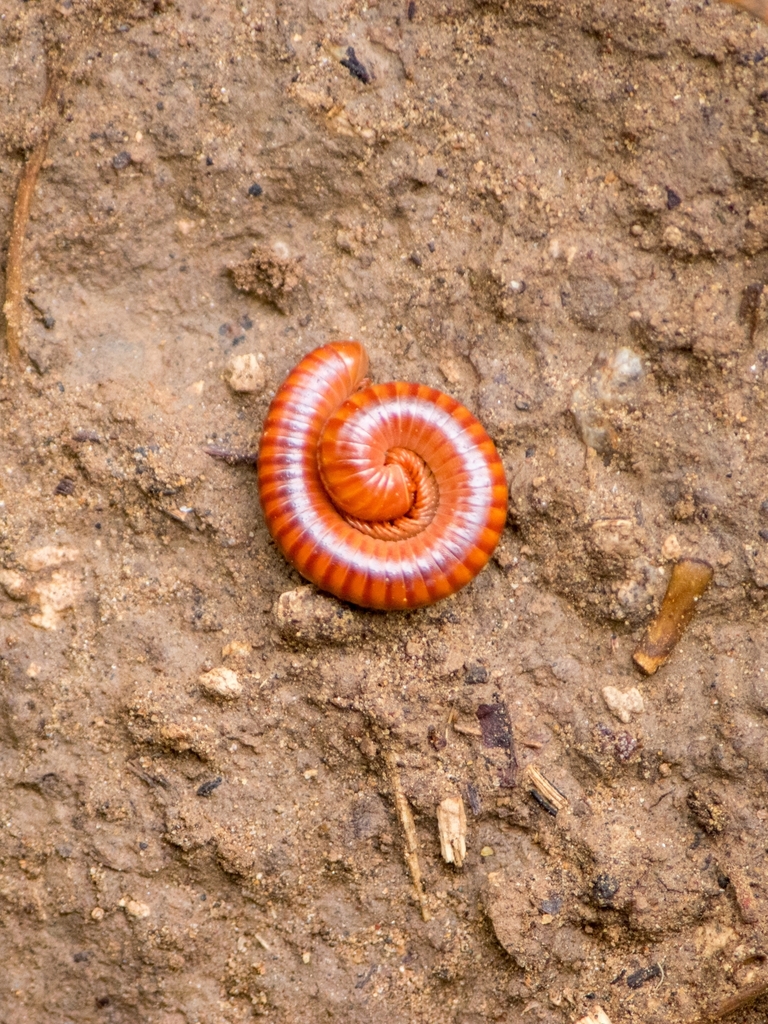 Round-backed Millipedes from 2F3G+3F, Bhalodra, Gujarat 391105, India ...