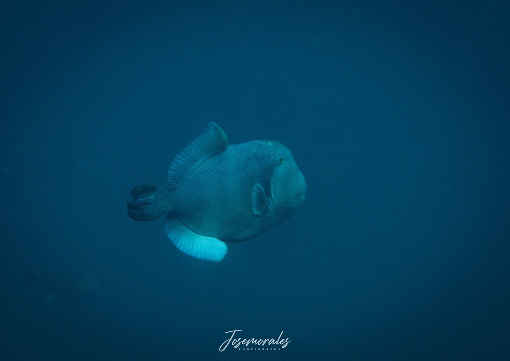Stone Triggerfish from Coiba, Provincia de Veraguas, Panamá on January ...