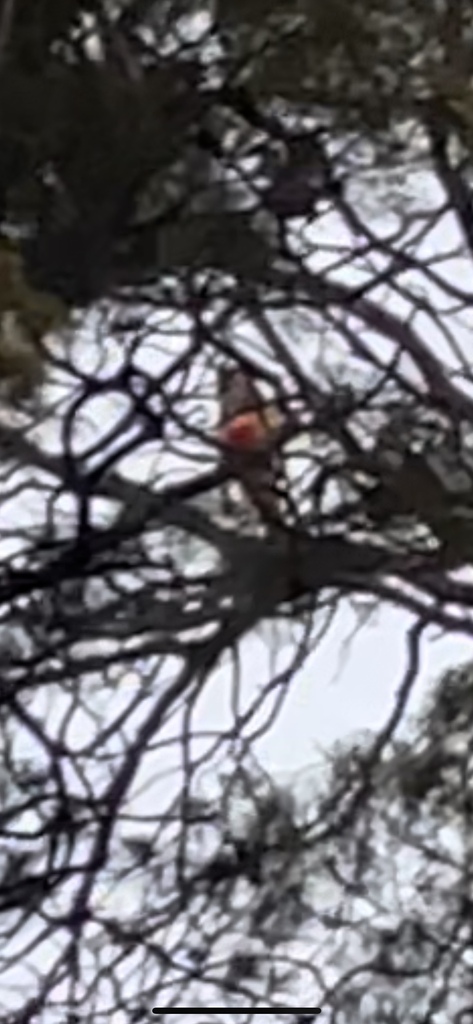 Eastern Bluebonnet from Mungo National Park, Mungo, NSW, AU on June 25 ...