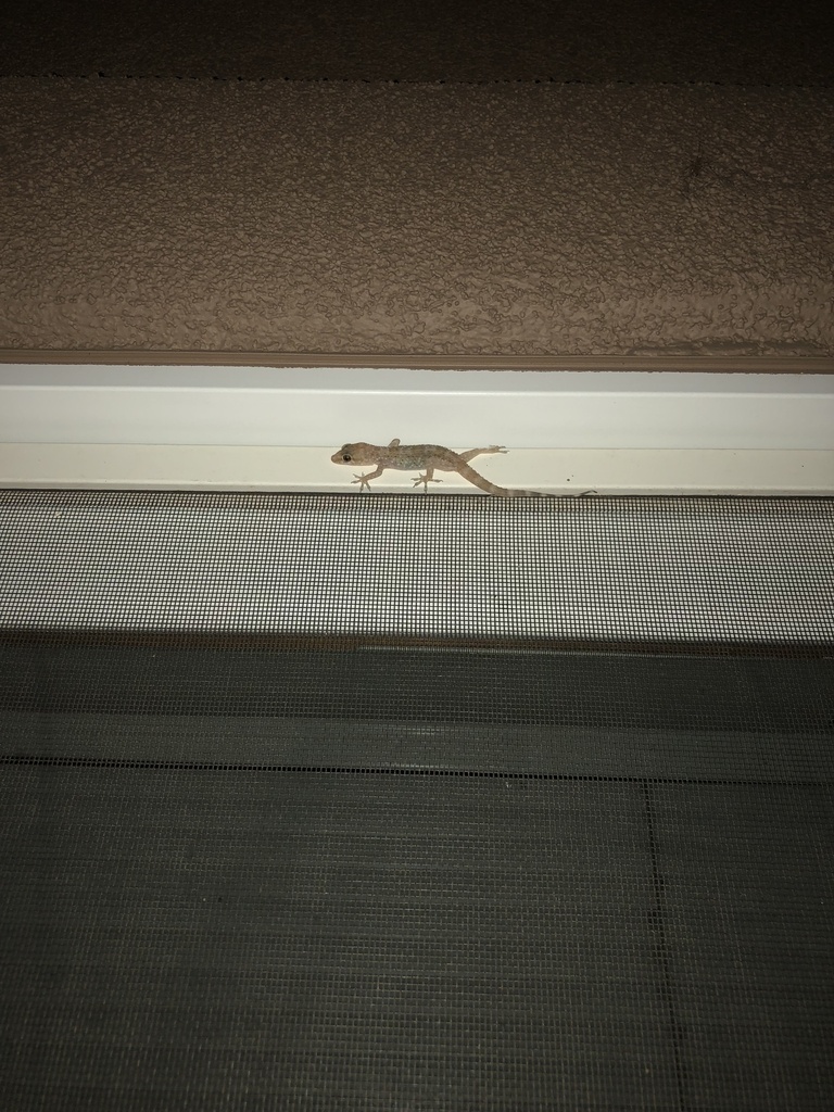 Mediterranean House Gecko from N Tenth Ave, Tucson, AZ, US on September ...